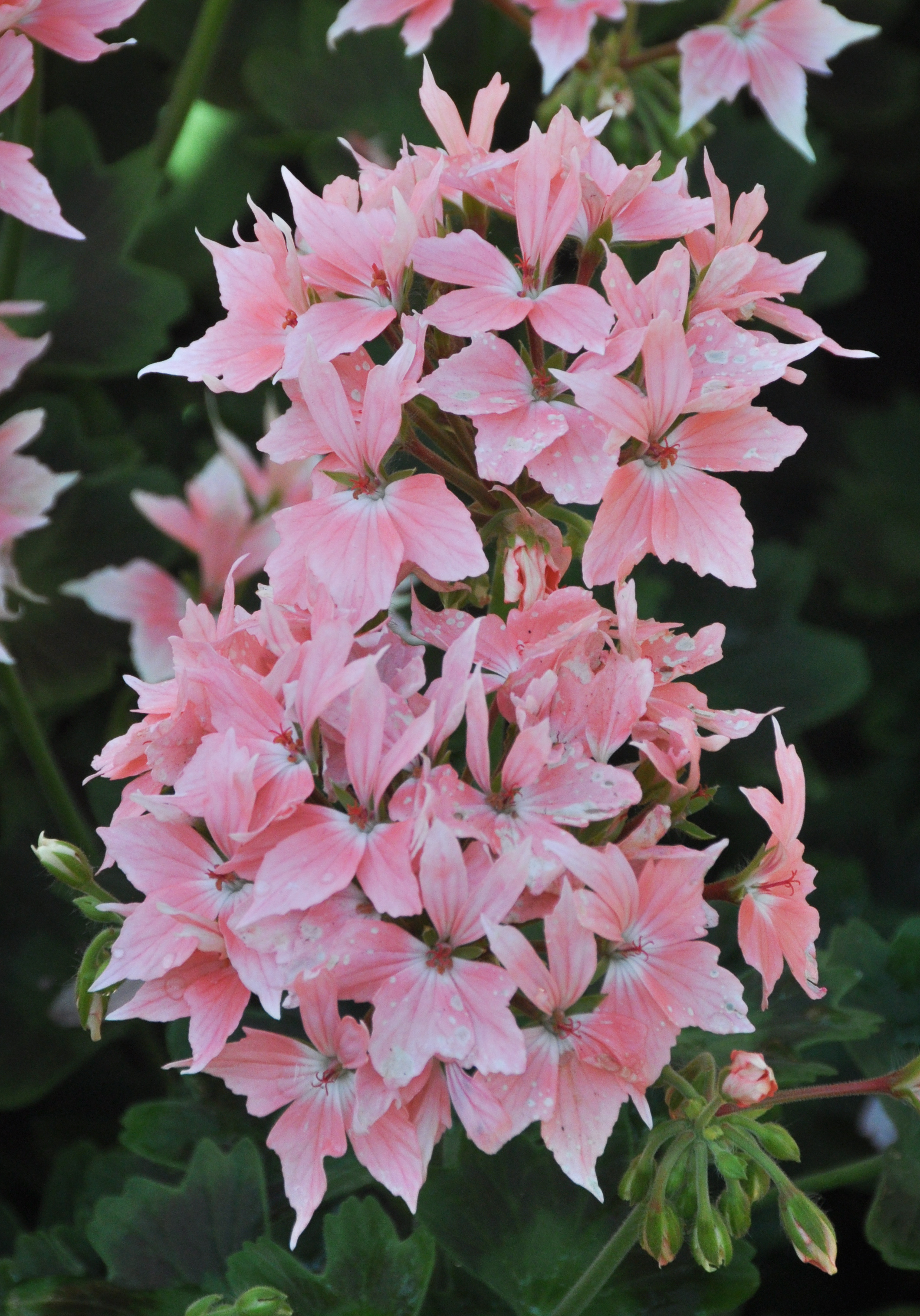 What To Plant With Zonal Geraniums