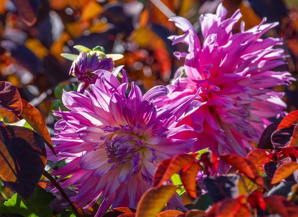 Plaster Cast Flowers | Longwood Gardens