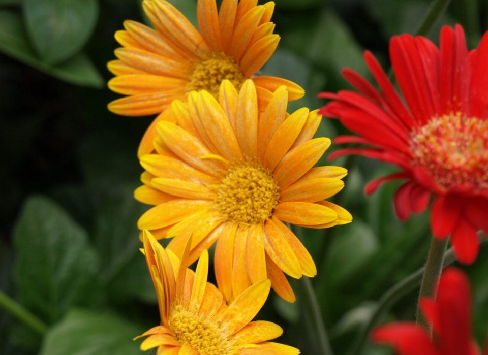Floral Design | Longwood Gardens