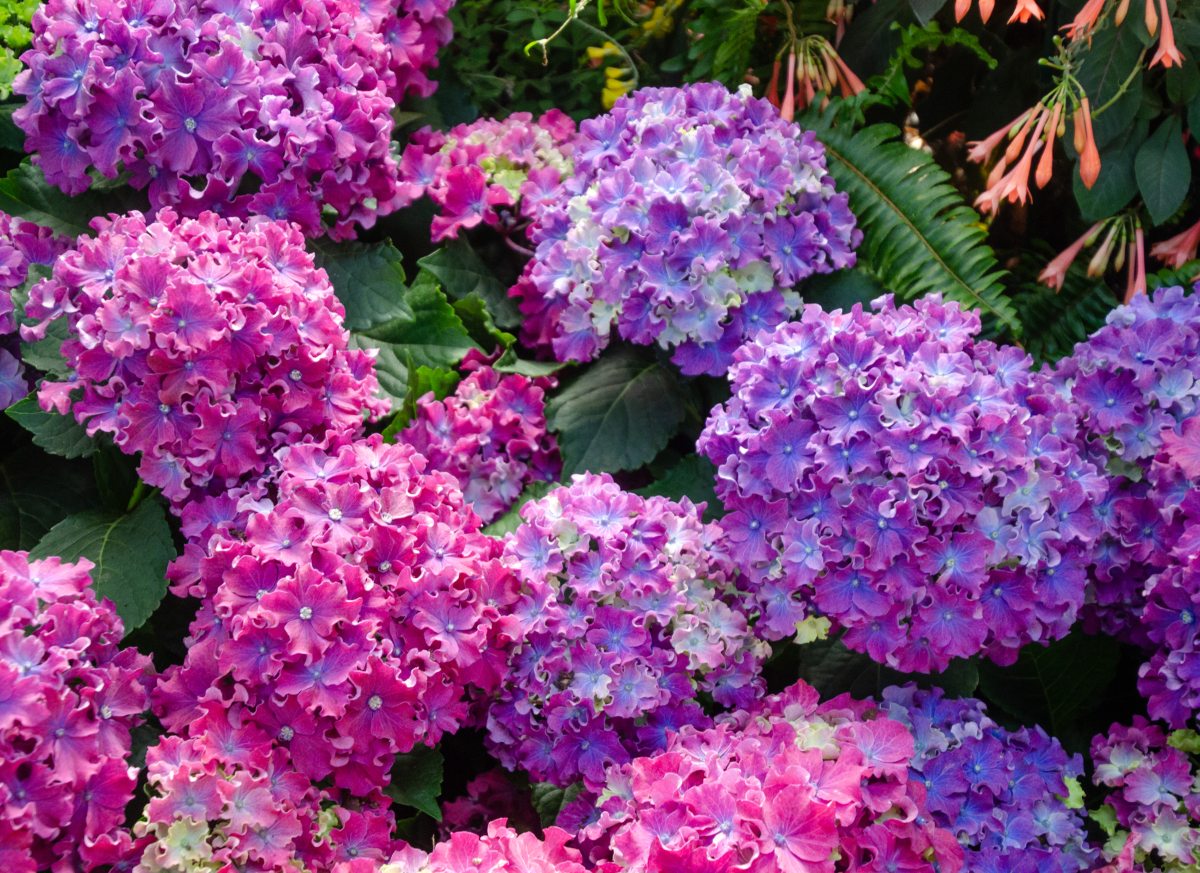 Classes & Workshops | Longwood Gardens