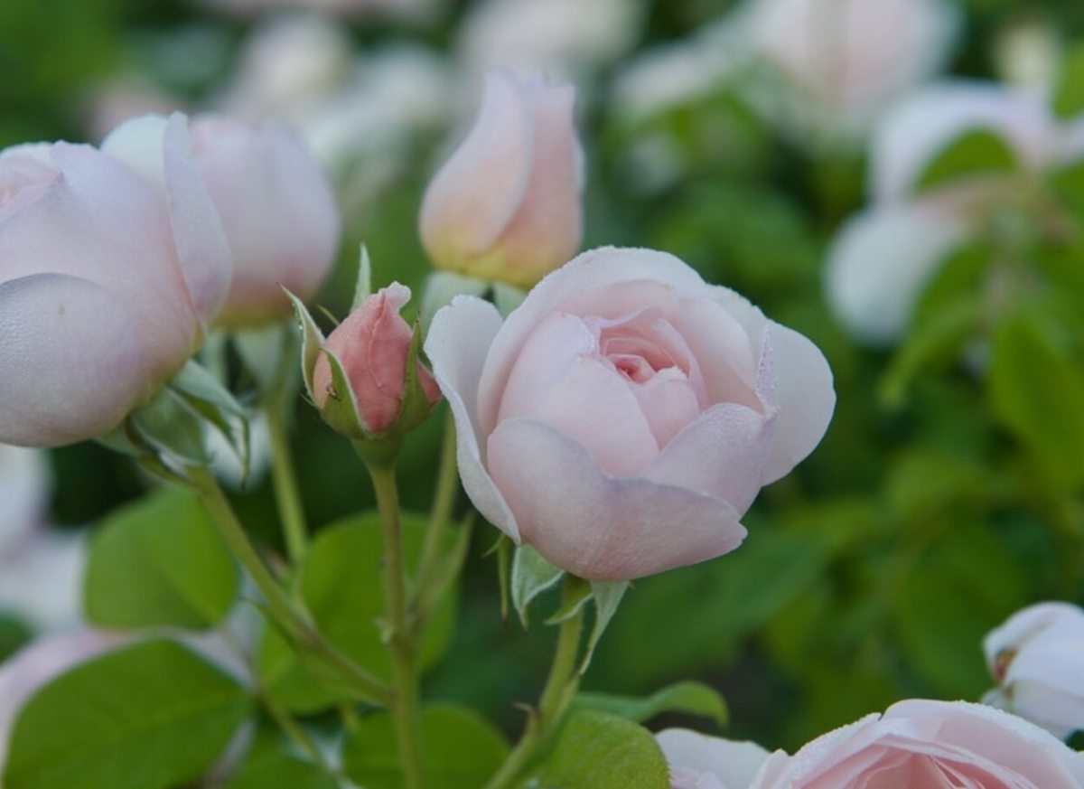 Online Learning | Longwood Gardens