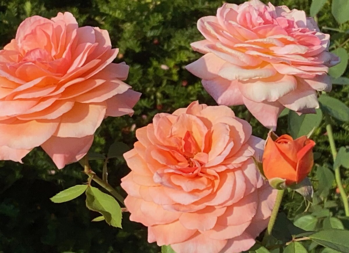 Classes & Workshops | Longwood Gardens