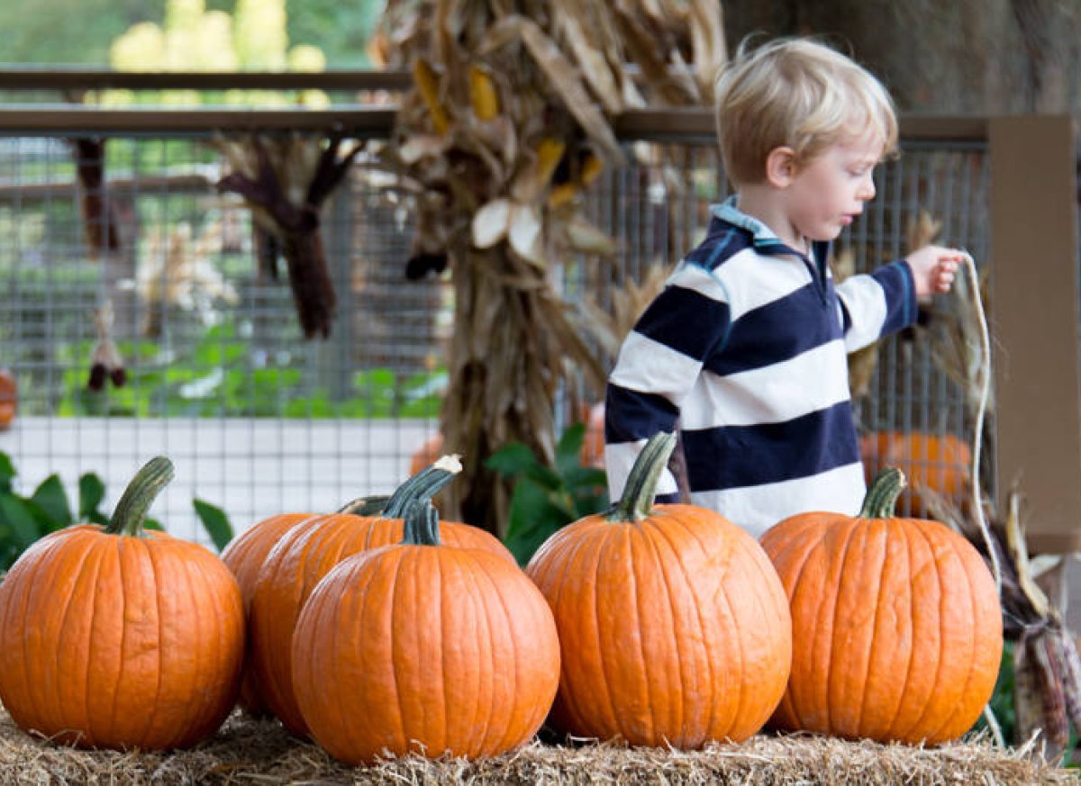 Nightscape Visiting Tips | Longwood Gardens