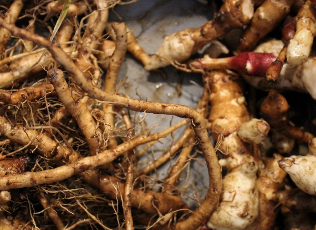 Classes & Workshops | Longwood Gardens