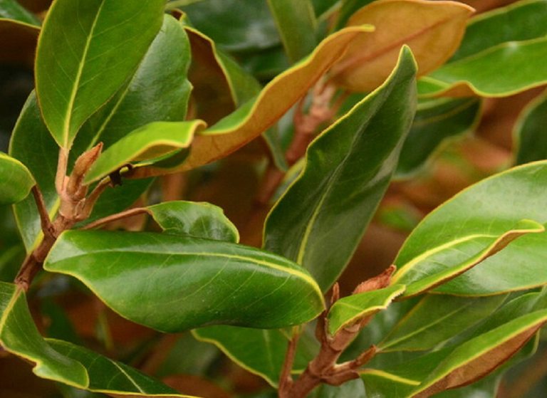 Floral Design | Longwood Gardens