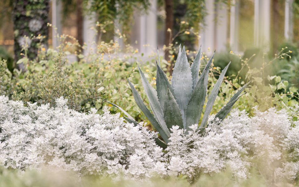 A Longwood Christmas | Longwood Gardens