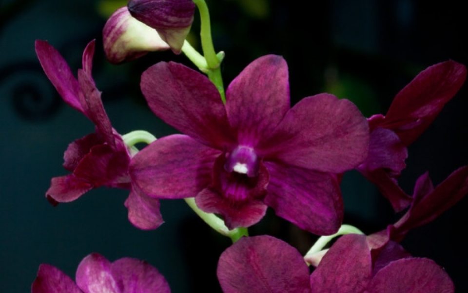 Identifying Orchids | Longwood Gardens