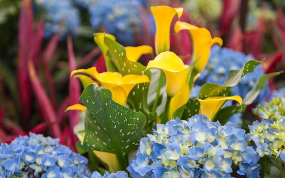 Spring Blooms | Longwood Gardens