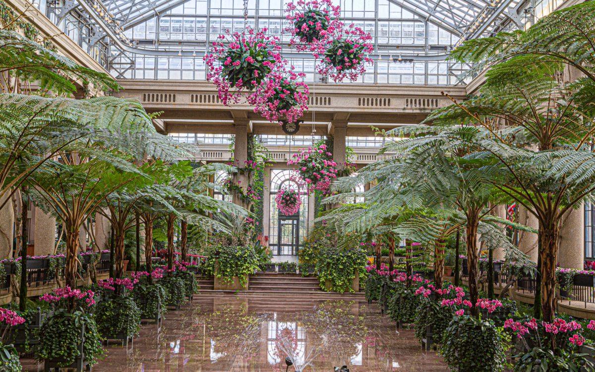 Crafting an Orchid Orb, Floating on Air | Longwood Gardens