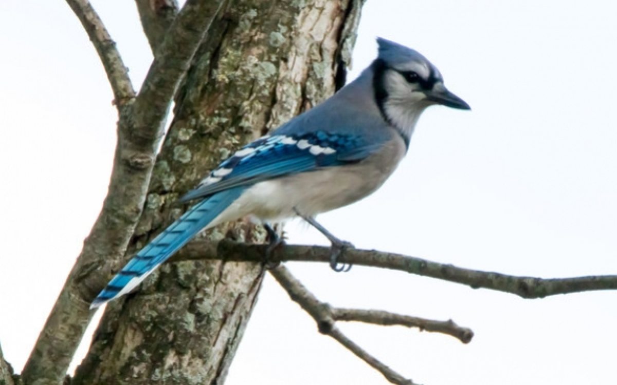Conserving the Brilliant Bluebird | Longwood Gardens