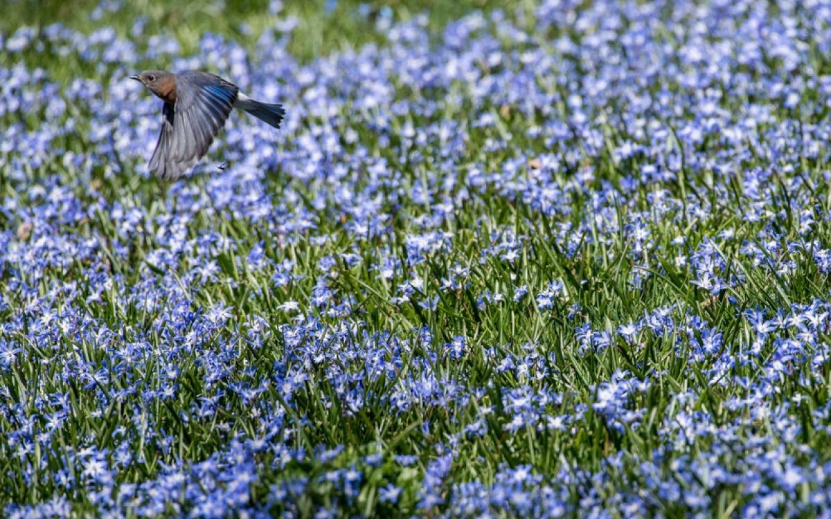 Conserving the Brilliant Bluebird | Longwood Gardens