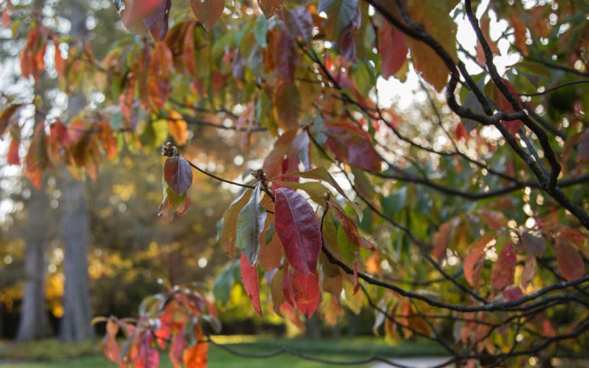 How to Turn Fallen Leaves into Springtime Mulch | Longwood Gardens