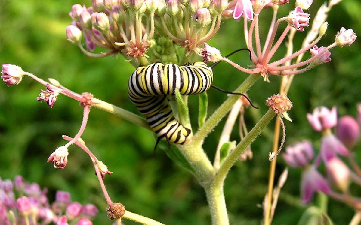 The Season (and Reason) for Native Plants | Longwood Gardens