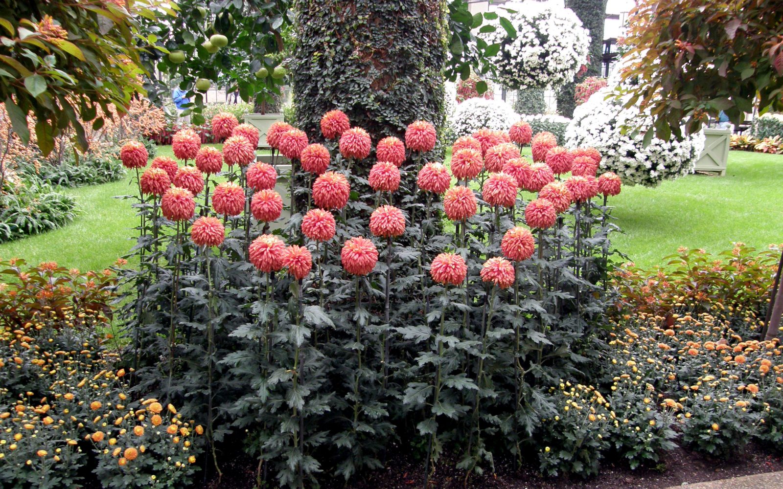 Chrysanthemums | Longwood Gardens