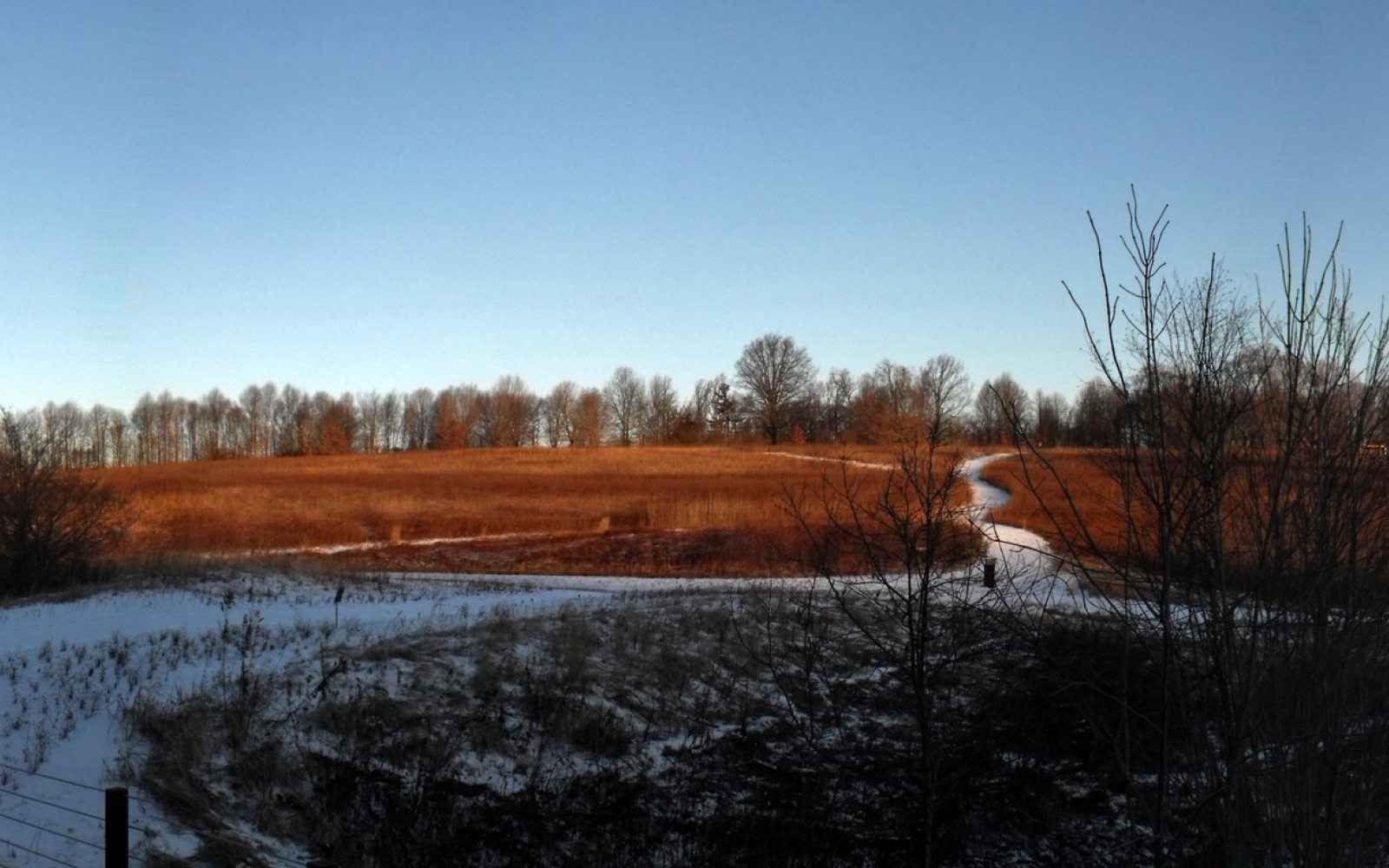 The Winter Meadow Garden: Full of Life | Longwood Gardens
