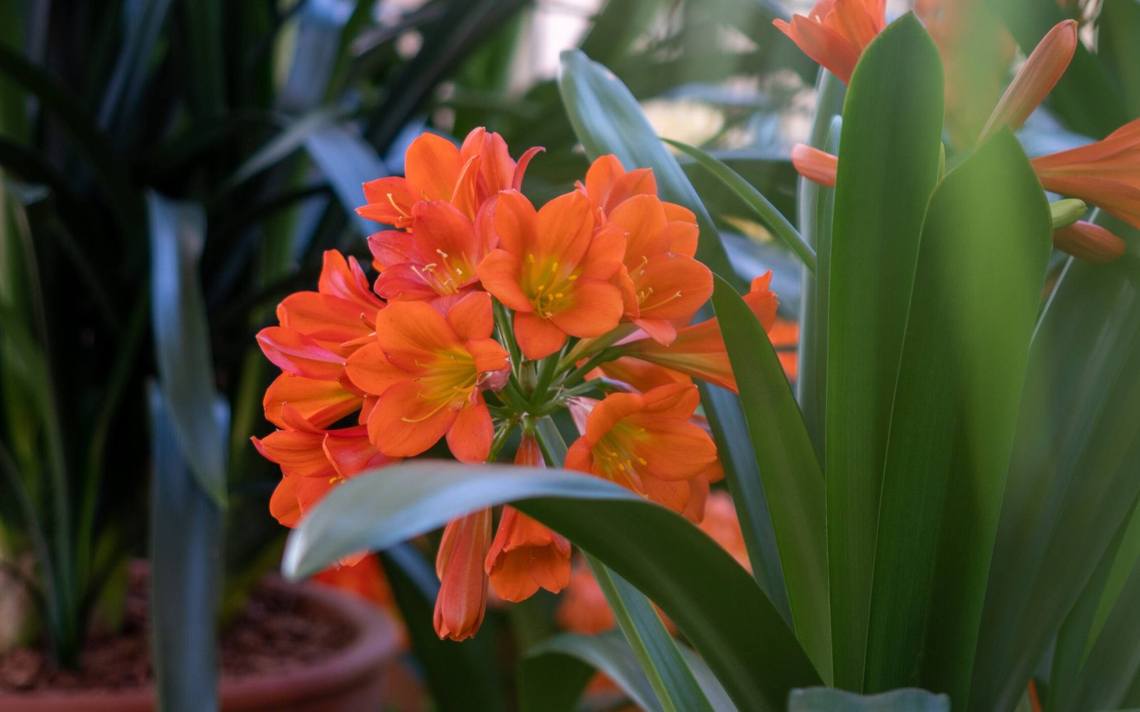 Spring Blooms | Longwood Gardens