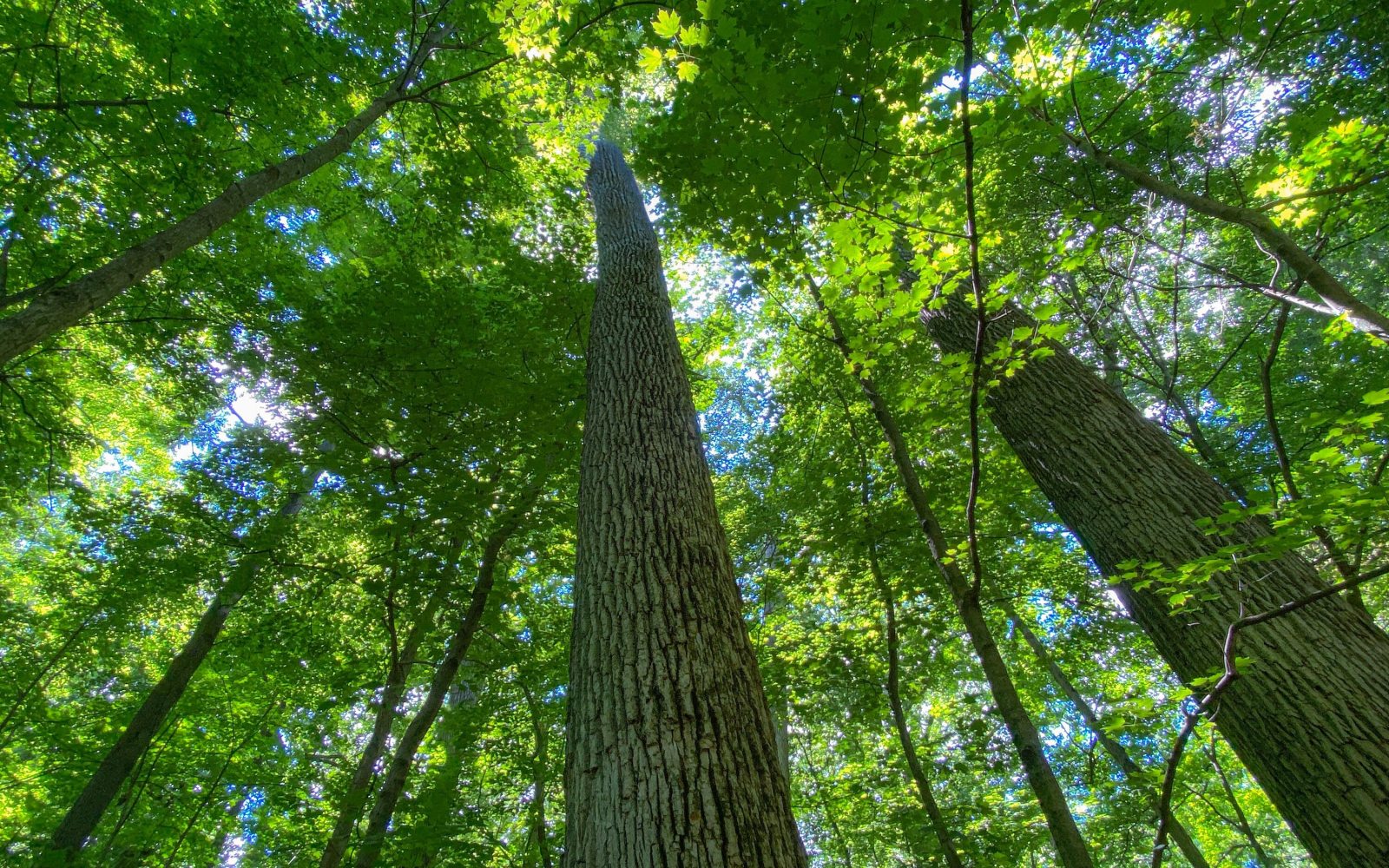 Grades K–5 Educator-Guided Field Trips | Longwood Gardens