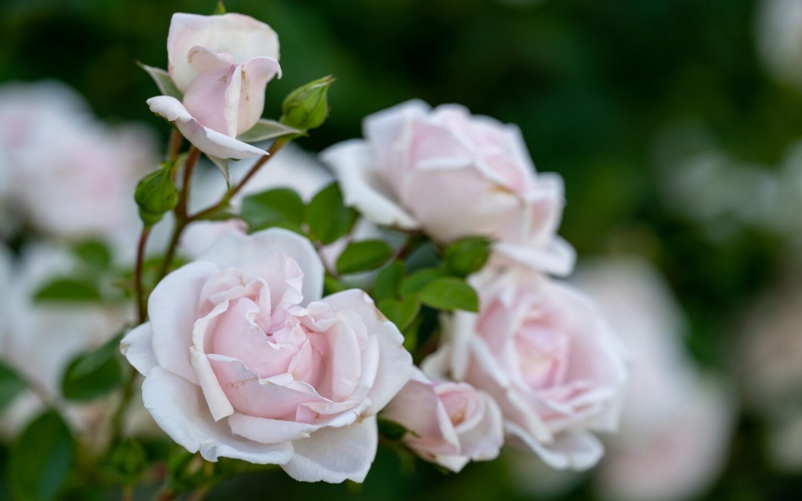 Winter Wonder | Longwood Gardens