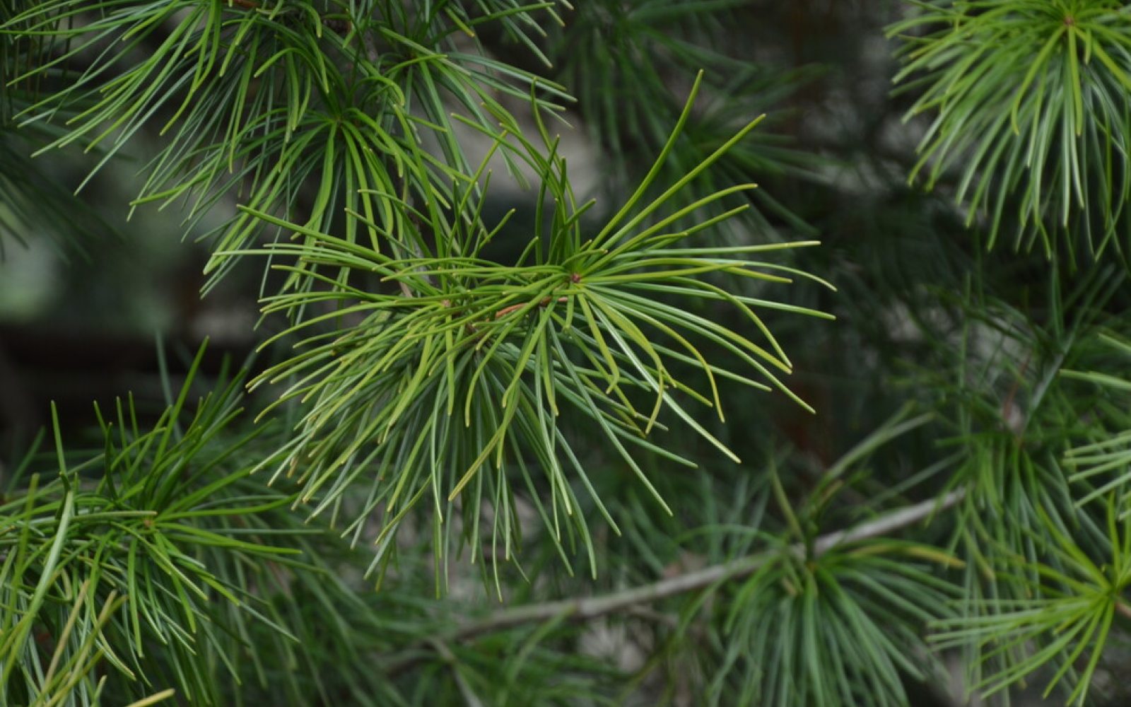 Explore Longwood Gardens | Longwood Gardens