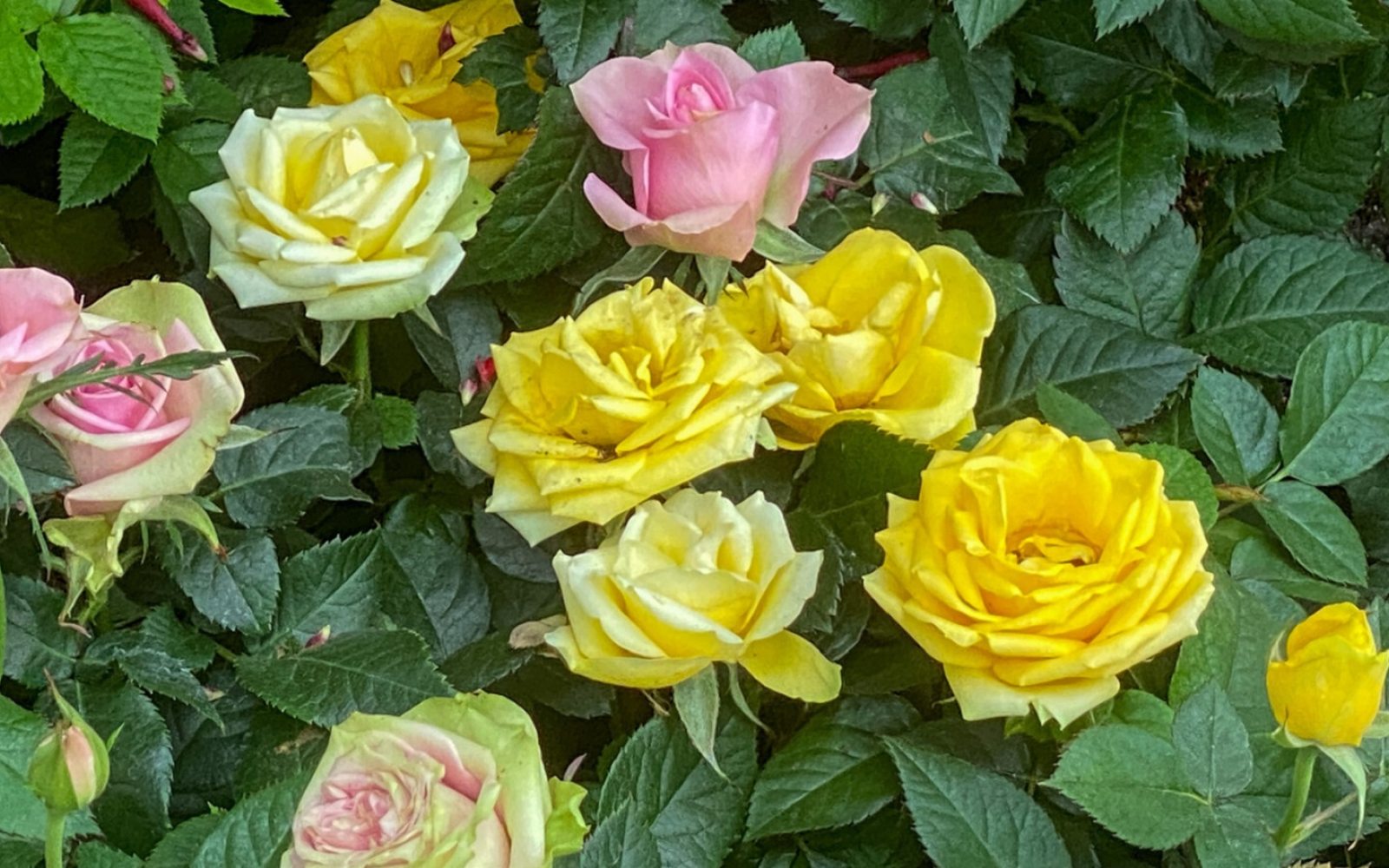 Longwood Gardens