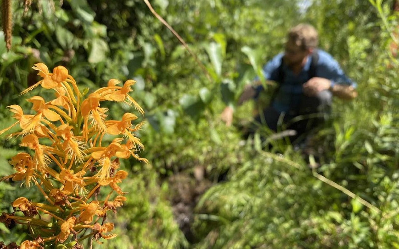 How to Create a Bog Garden | Longwood Gardens
