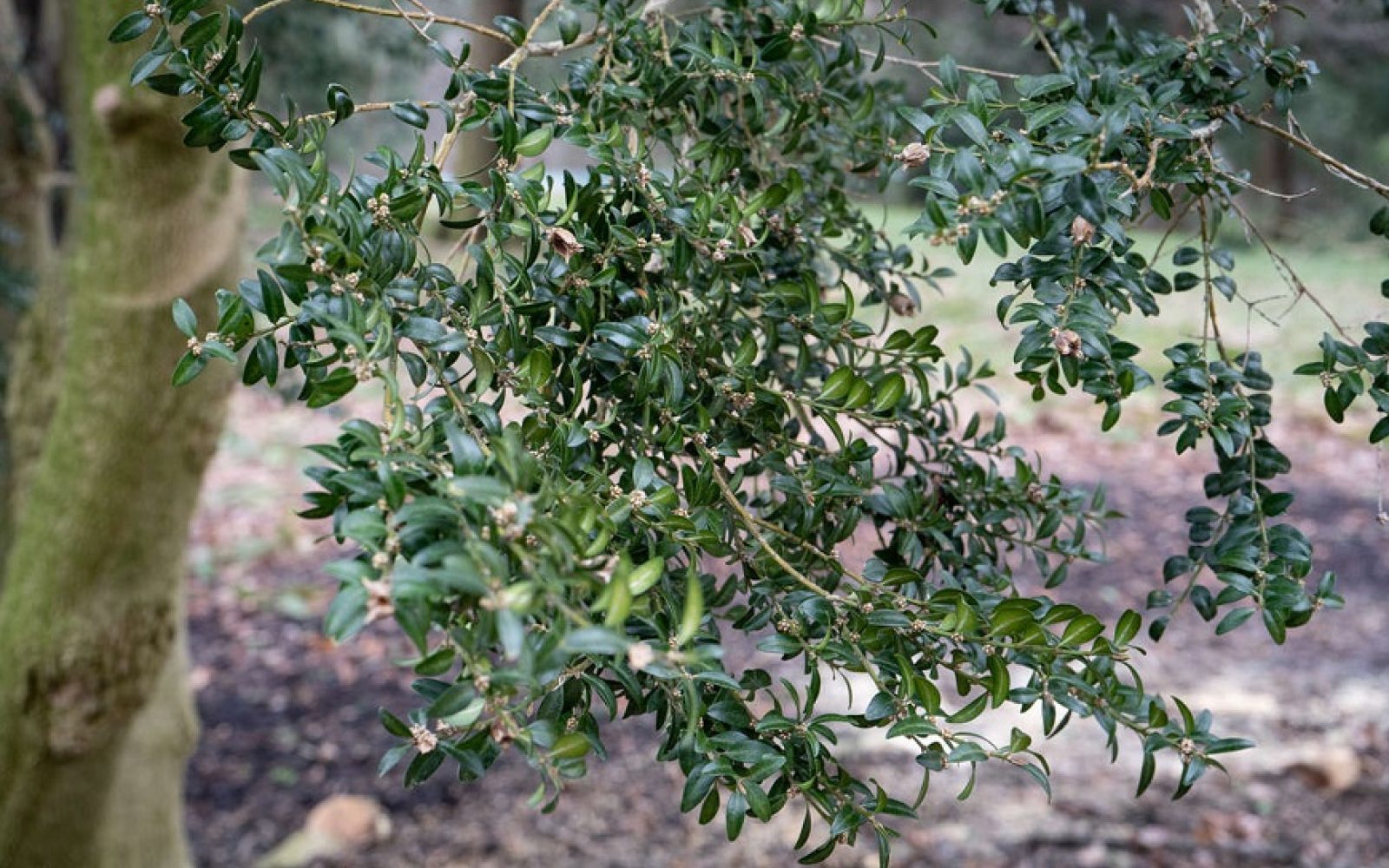 Ensuring the Longevity of Our Boxwood | Longwood Gardens