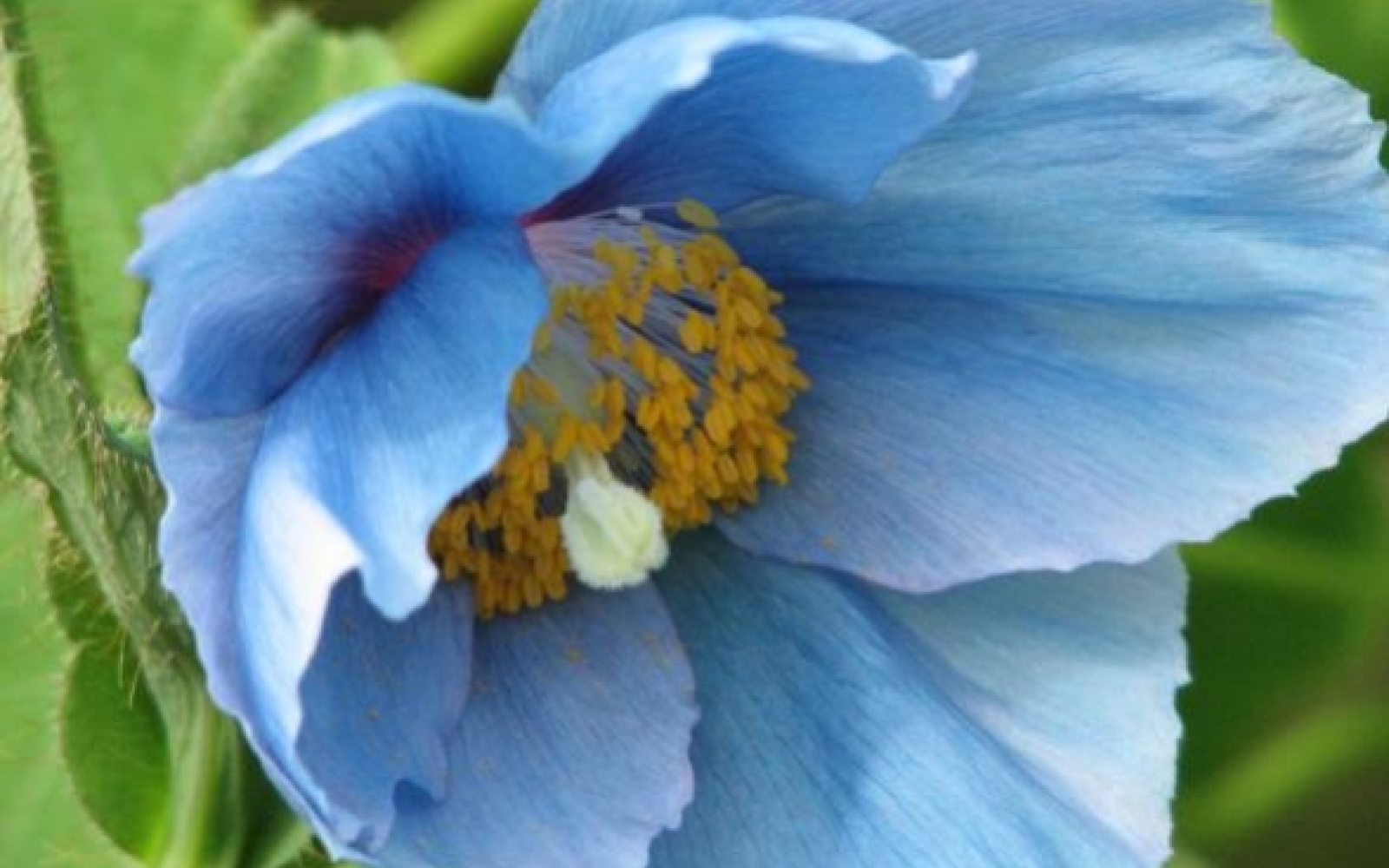 A True Blue Spectacle | Longwood Gardens