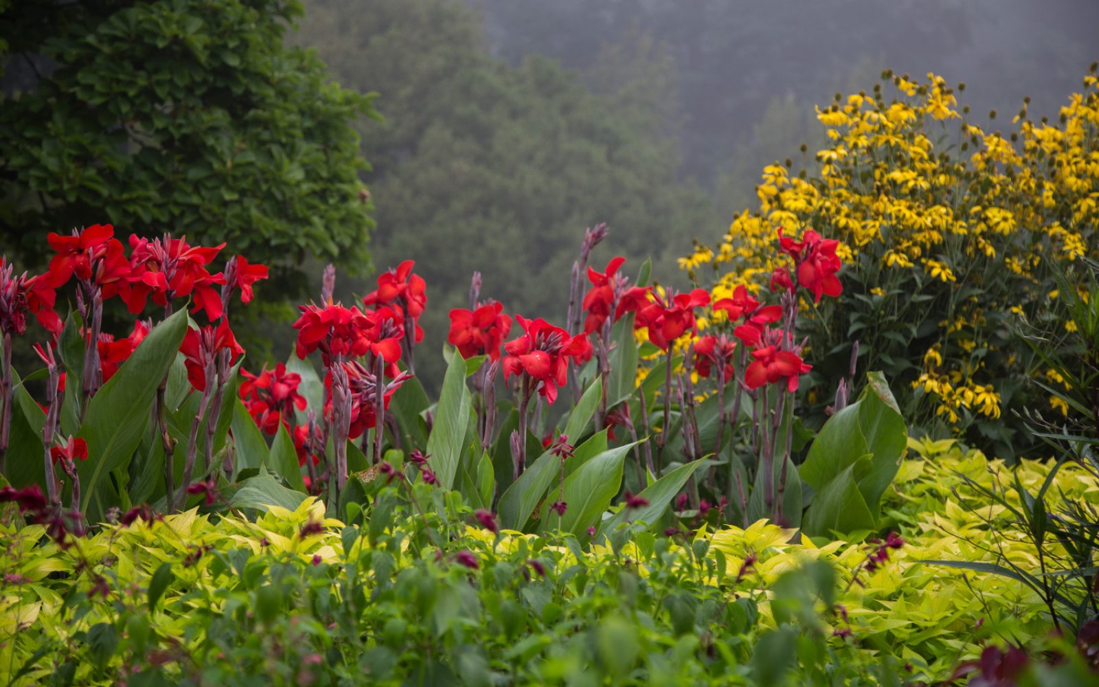 Cannas | Longwood Gardens