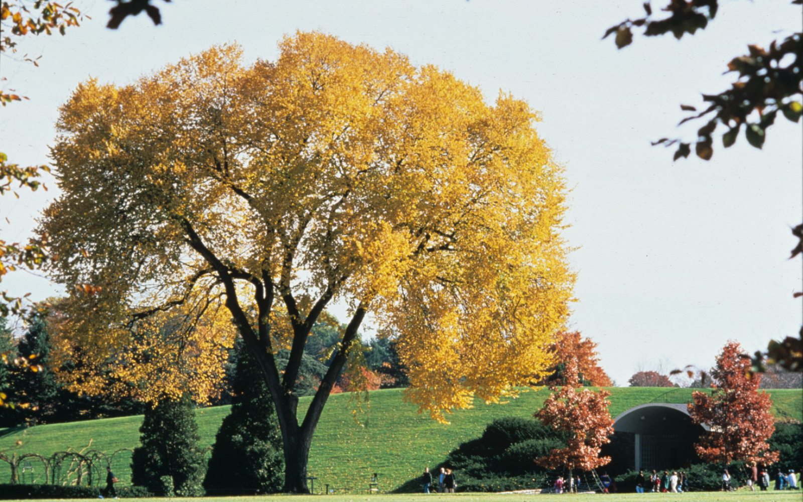 Our American Elm: A Survivor's Story | Longwood Gardens