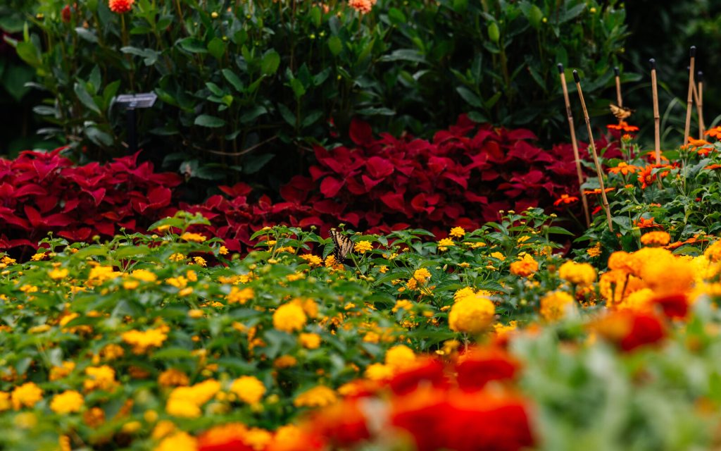Spring Blooms | Longwood Gardens
