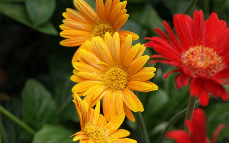 Festival of Fountains | Longwood Gardens