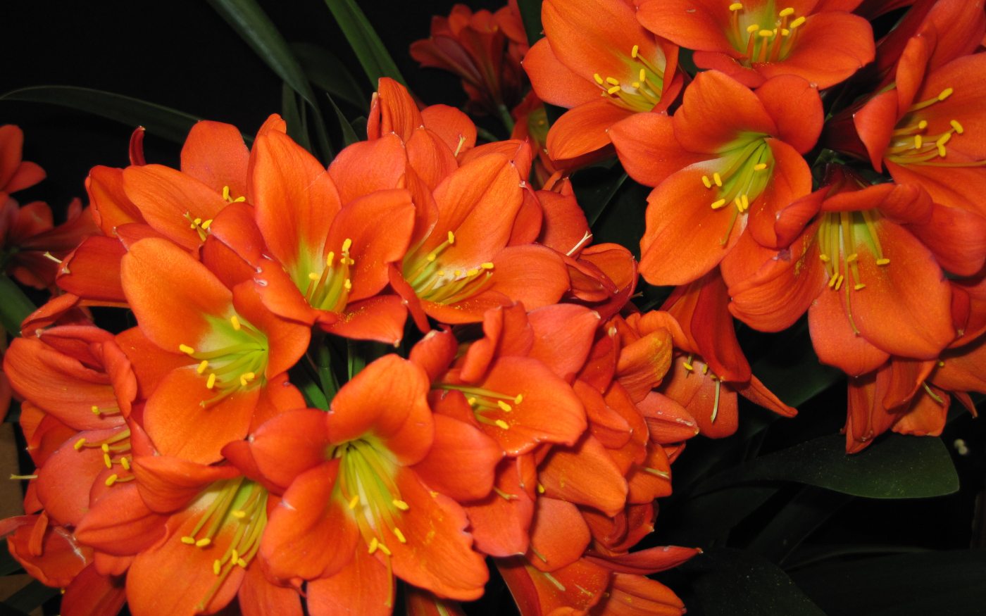 How to Make Your Clivia a Blooming Winner | Longwood Gardens