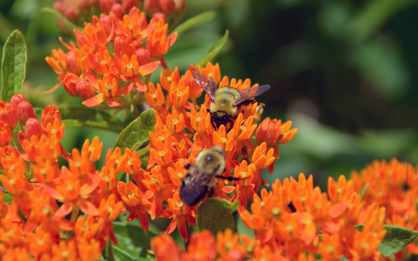 How to Make Your Clivia a Blooming Winner | Longwood Gardens