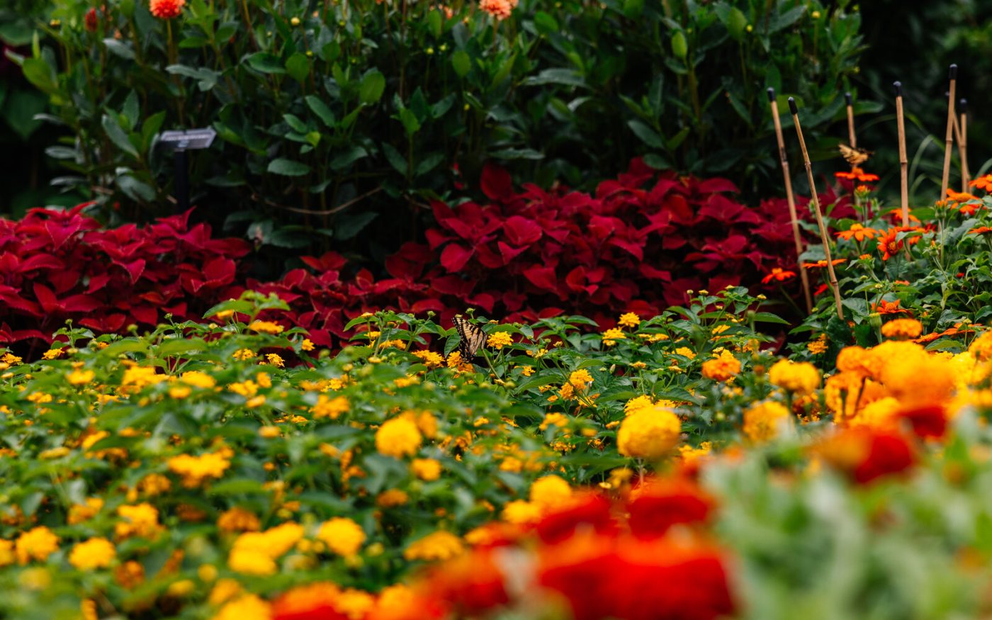 Spring Blooms | Longwood Gardens