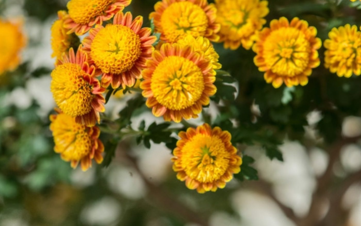 Mini Mum Magic | Longwood Gardens