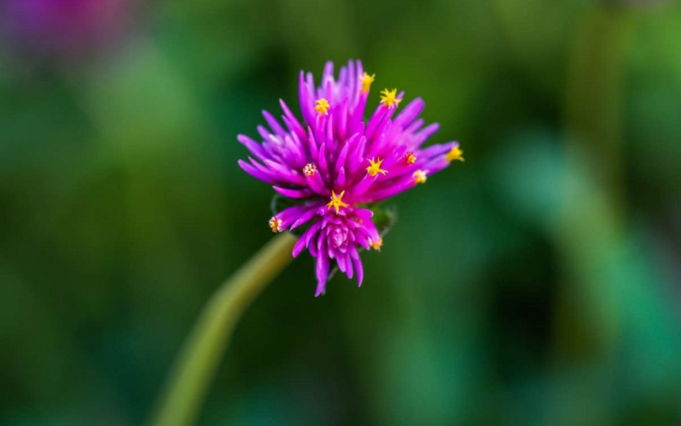 How to Start a Cut Flower Garden at Home | Longwood Gardens