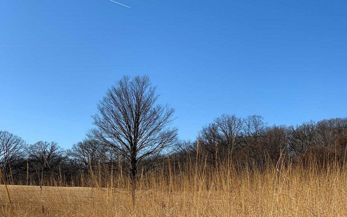 Our Fellows Reflect | Longwood Gardens