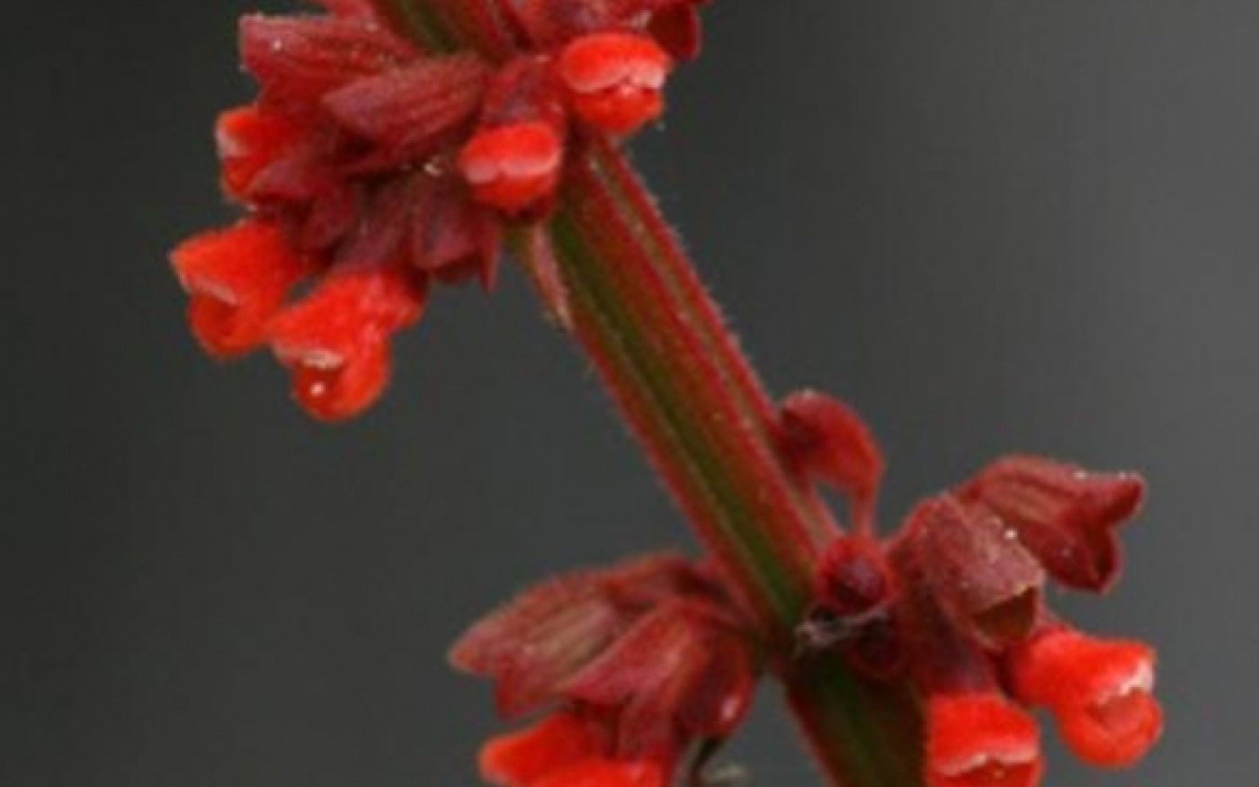 Seven Stunning Salvia in the Conservatory | Longwood Gardens