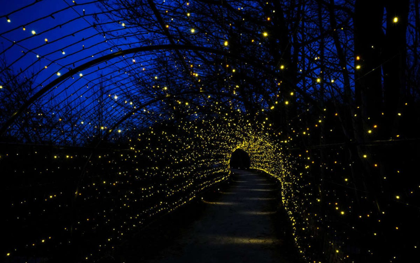 Tunnel Vision | Longwood Gardens