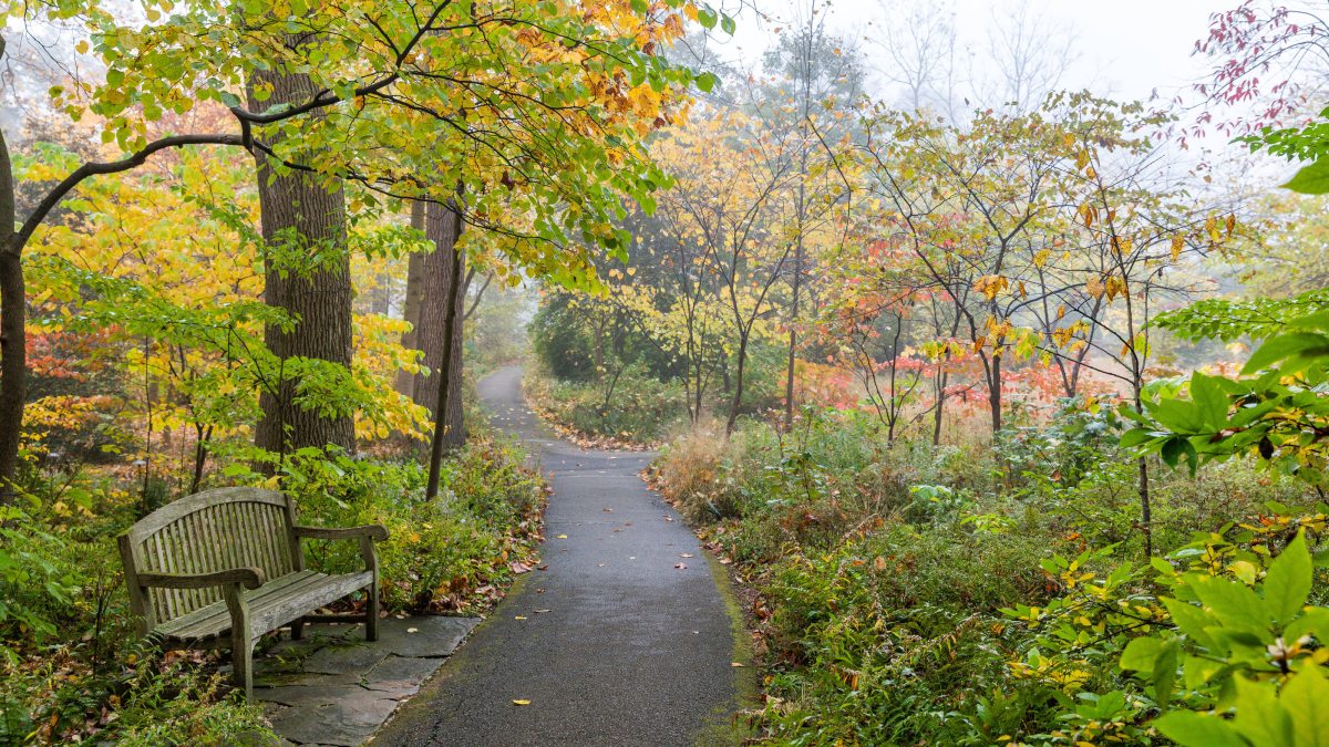 Peirce’s Woods | Longwood Gardens