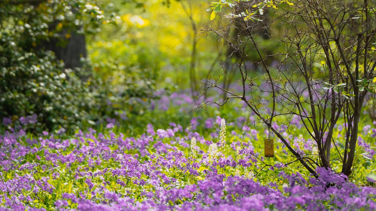 Our Seasons | Longwood Gardens