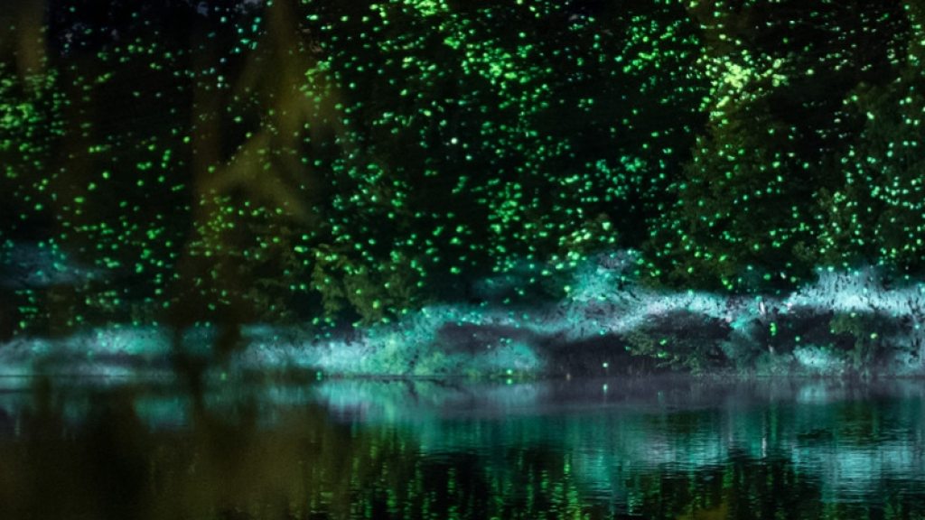 About Nightscape | Longwood Gardens