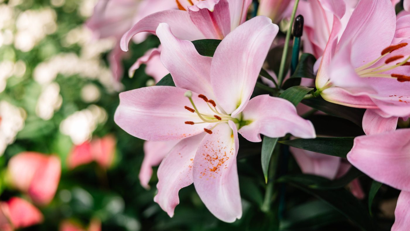 Visit | Longwood Gardens