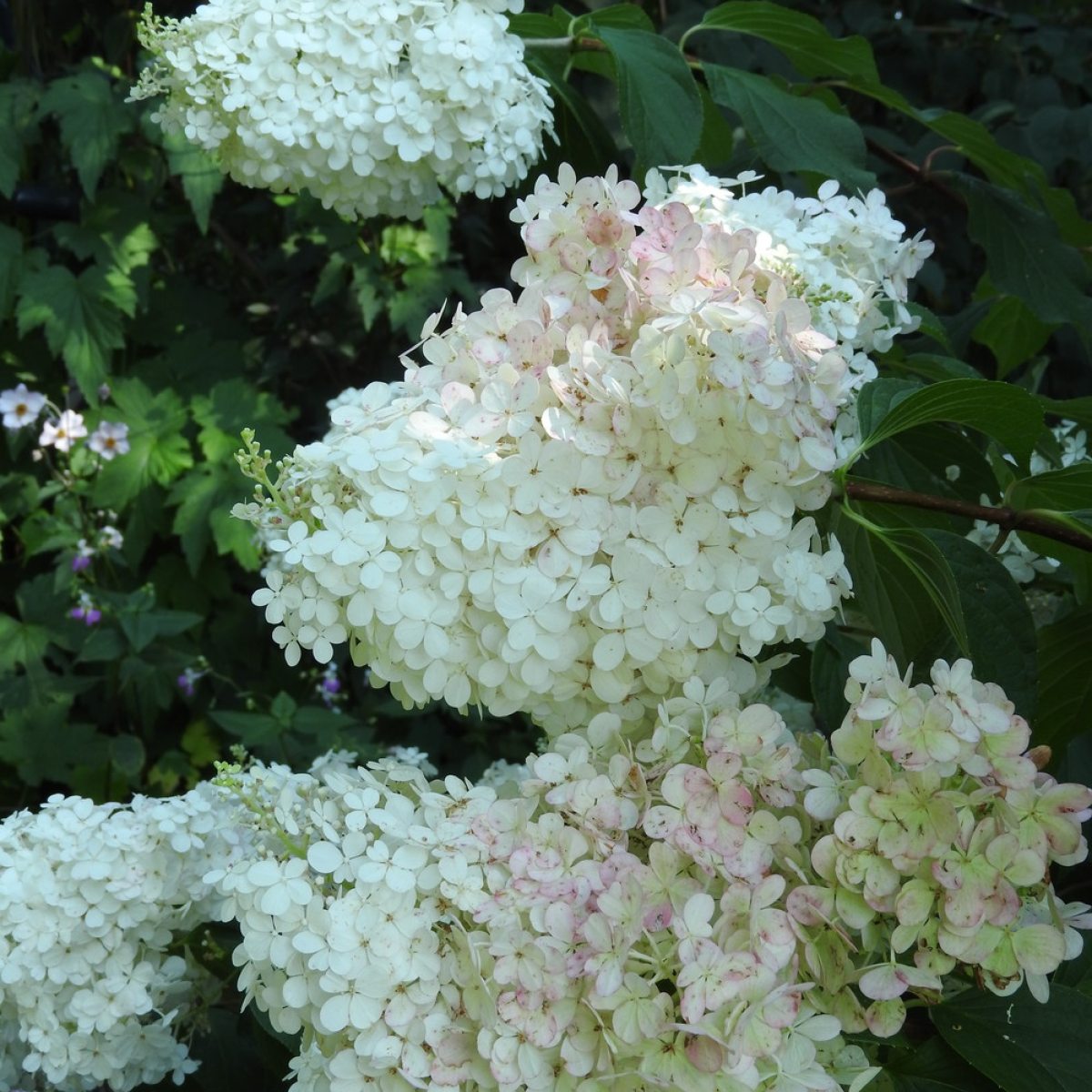 What’s in Bloom | Longwood Gardens