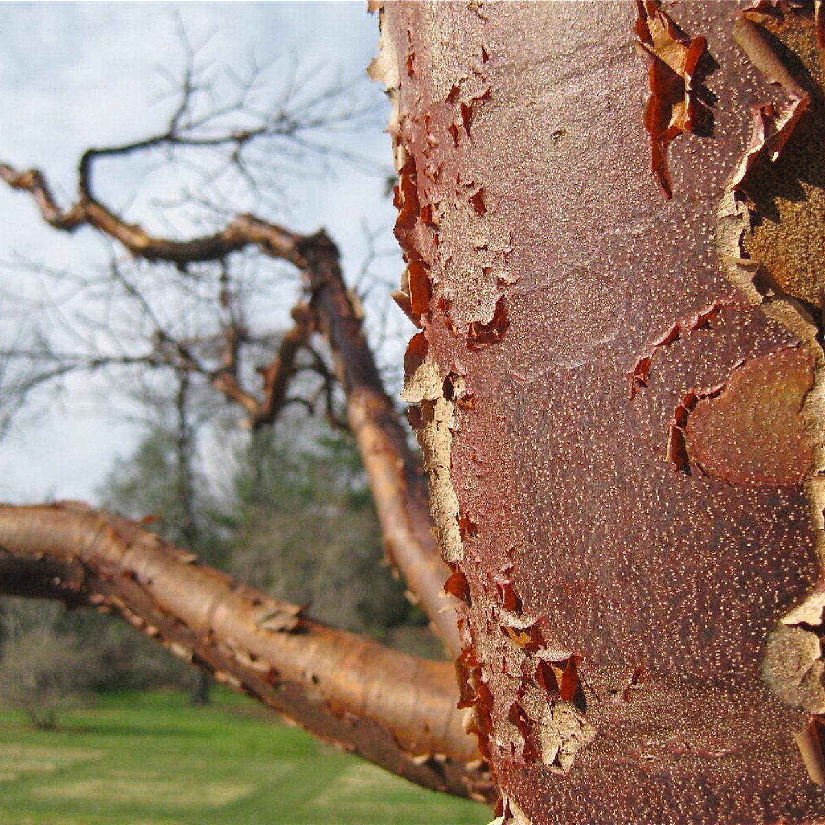 What’s in Bloom | Longwood Gardens