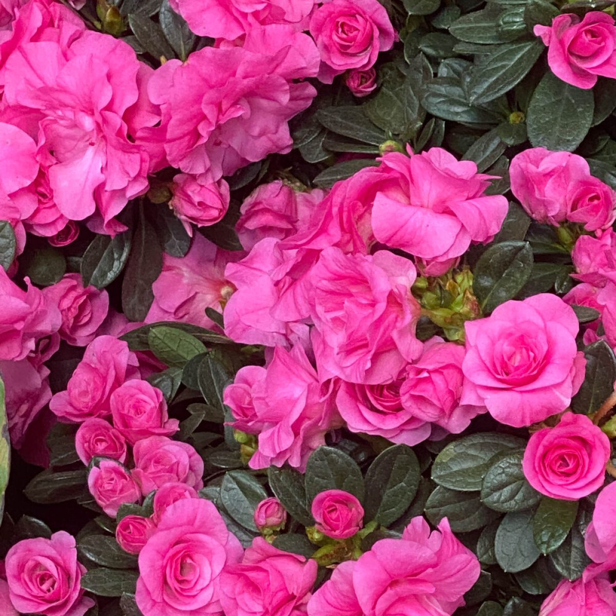 What’s in Bloom | Longwood Gardens