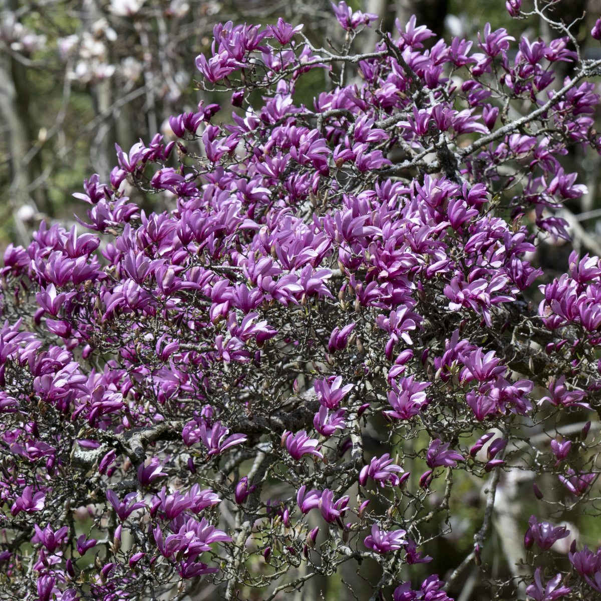 What’s in Bloom | Longwood Gardens