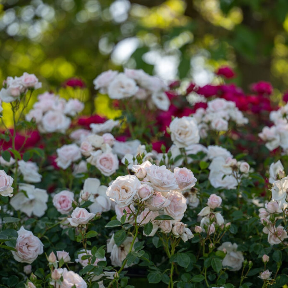 What’s in Bloom | Longwood Gardens