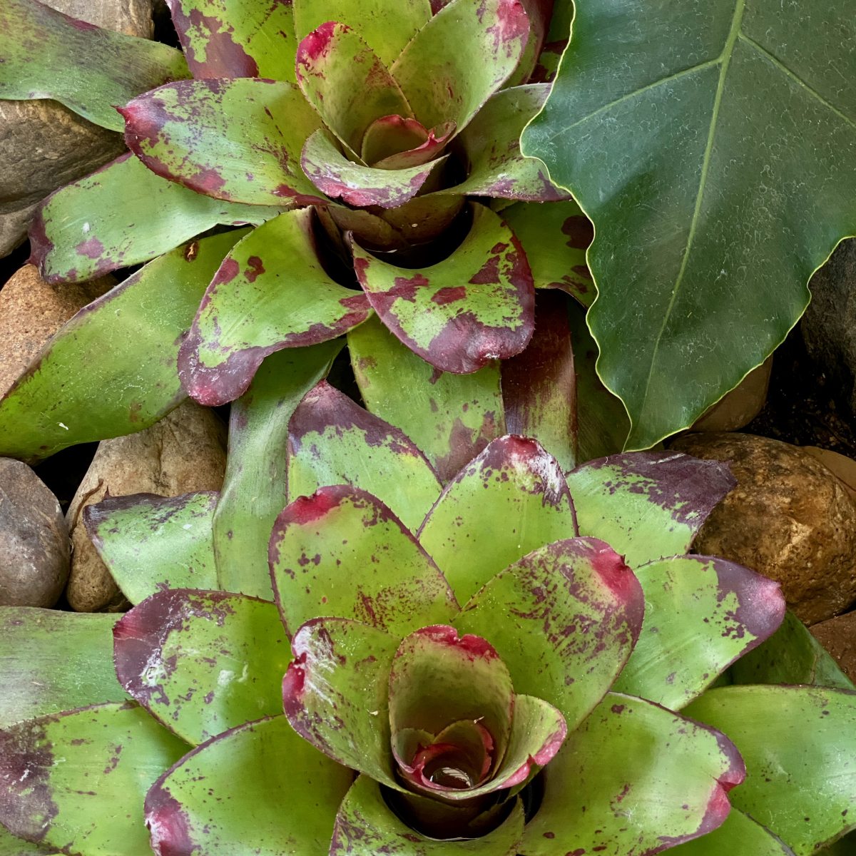 What’s in Bloom | Longwood Gardens