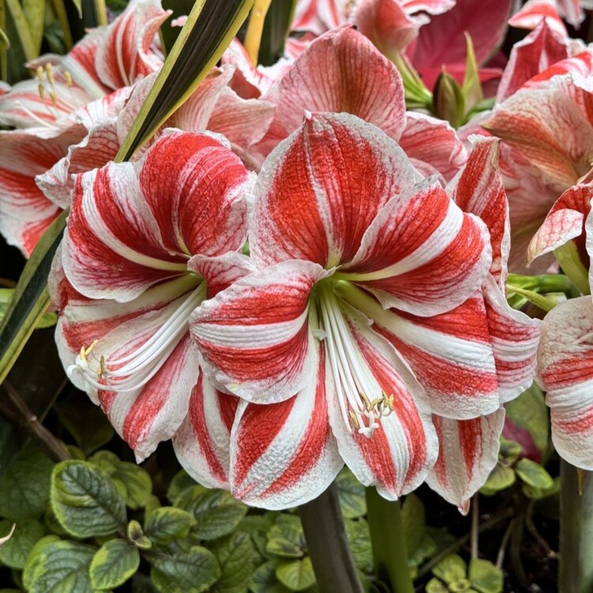 What’s in Bloom | Longwood Gardens